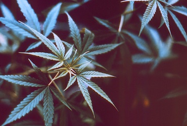 FDA Issues Final Guidance for Cannabis in Clinical Research